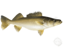 Michigan Fish Species | What to Catch in Lakes & Rivers